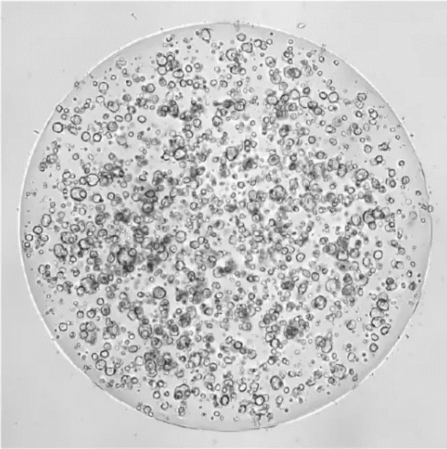 Cultrex Synthetic Hydrogel Kit・Cultrex Synthetic Hydrogel Kit【詳細情報】｜試薬 ...
