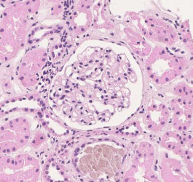 FM Fix (s)・295-97201[Detail Information] | [Life Science]|Laboratory ...